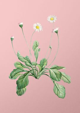 'Blooming Daisy Flowers' Poster, picture, metal print, paint by Holy ...