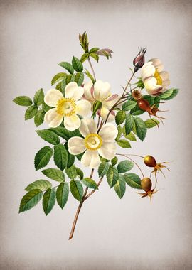 'Vintage White Rose' Poster, picture, metal print, paint by Holy Rock ...