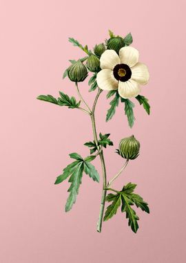 'Venice Mallow Flower Pink' Poster, picture, metal print, paint by Holy ...