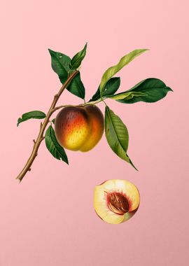 'Vintage Peach Fruit Poster' Poster, picture, metal print, paint by ...