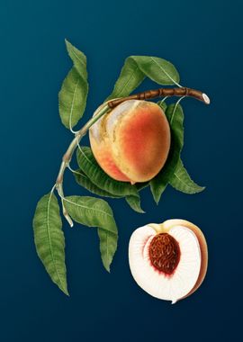 'Vintage Peach Fruit Poster' Poster, picture, metal print, paint by ...