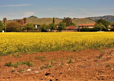 Randall James Merch Shop: Art, Posters & Prints | Displate