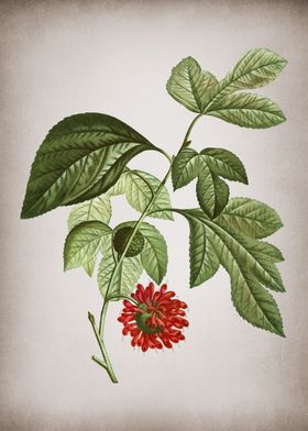 'Vintage Paper Mulberry' Poster by Holy Rock Design | Displate