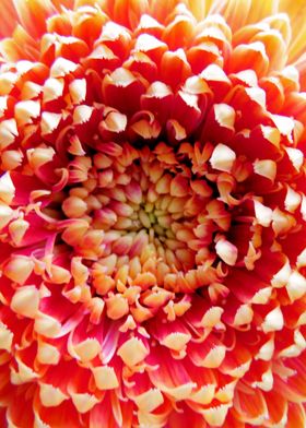 'Orange Germini Closeup' Poster by Juliana RW | Displate