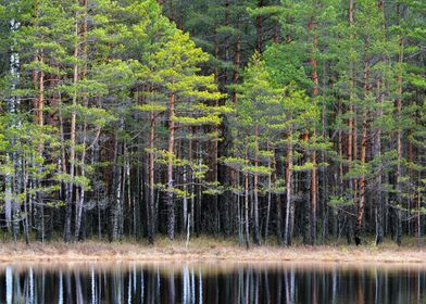 'Northern Forest Landscape ' Poster by Stunning Wallpapers | Displate