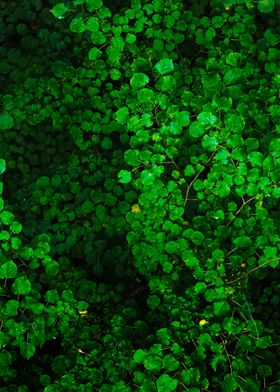 'Tree Leaves Pattern' Poster by Stunning Wallpapers | Displate