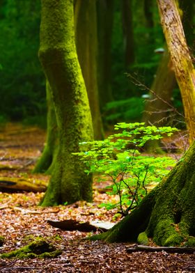 'Spring Forest In The Nethe' Poster by Stunning Wallpapers | Displate