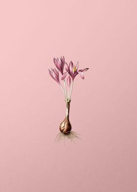 'Autumn Crocus Flower Pink' Poster by Holy Rock Design | Displate