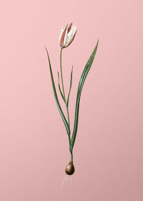 'Lady Tulip Flower on Pink' Poster by Holy Rock Design | Displate