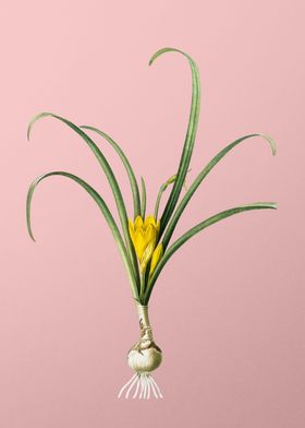 'Yellow Autumn Crocus' Poster by Holy Rock Design | Displate