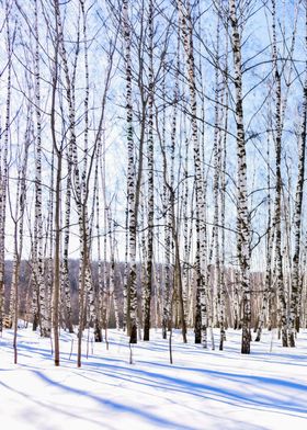 'Birch Trees In March Left' Poster by Art Ofphotos | Displate