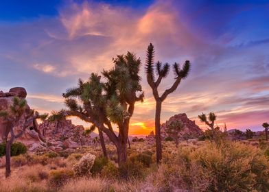 'Sunset and Joshua Trees ' Poster by Melanie Viola | Displate