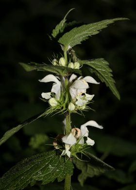 'Lamium album lamiaceae' Poster by BakalaeroZz Photography | Displate