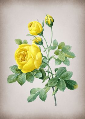 'Vintage Yellow Rose' Poster by Holy Rock Design | Displate