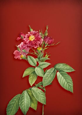 ' Boursault Rose on Red' Poster by Holy Rock Design | Displate