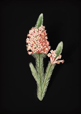 'Heather Briar Root on Noir' Poster by Holy Rock Design | Displate