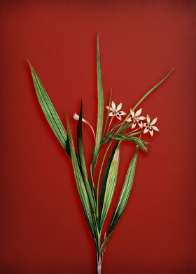 'White Baboon Root on Red' Poster by Holy Rock Design | Displate