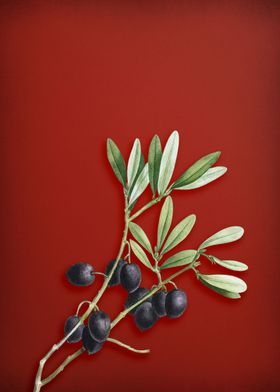 'Olive Tree Branch on Red' Poster by Holy Rock Design | Displate