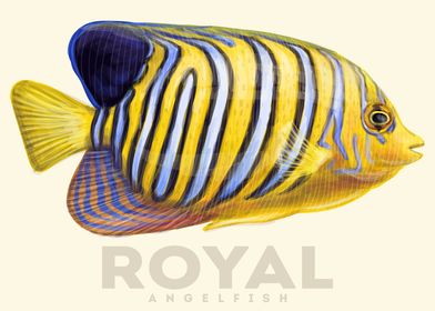 'Royal AngelFish' Poster by Human Shadow | Displate