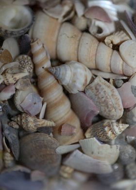 'Greek shells on elafonisi' Poster by BakalaeroZz Photography | Displate