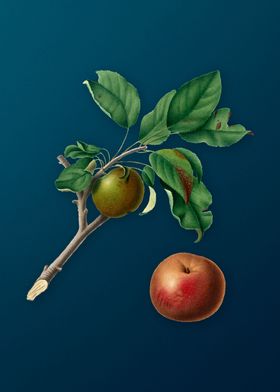 'Vintage Apple Fruit Poster' Poster by Holy Rock Design | Displate