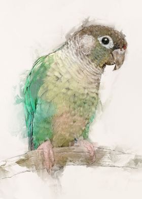 Green Cheek Conure Art
