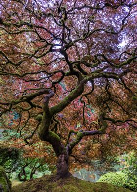 'Japanese Maple Tree' Poster by World Class Photos | Displate