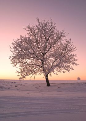 'Lone Tree' Poster by Conceptual Photography | Displate