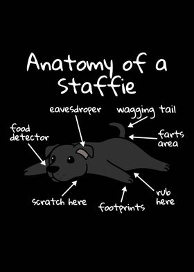 'Anatomy Of A Staffy Dog' Poster by PetPrints | Displate
