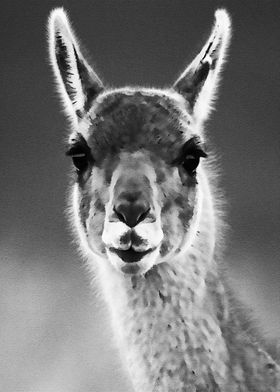 'Black Guano' Poster by Coffee Design | Displate