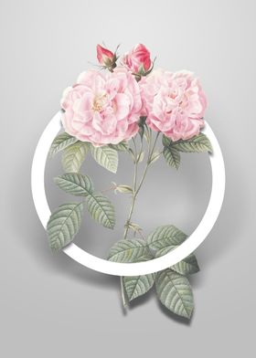 'Italian Damask Rose Flower' Poster by Holy Rock Design | Displate