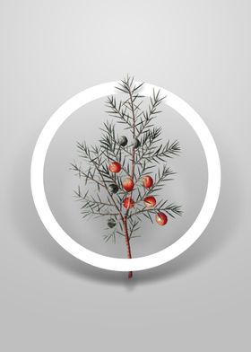 'Common Juniper Flower Art' Poster by Holy Rock Design | Displate