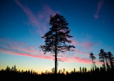 'Old pine tree' Poster by Mikko Pekkala | Displate