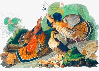 'Ruffed Grouse' Poster by Mango Art | Displate