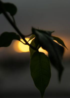 'Greenery Sun' Poster by Ugo Barriere | Displate