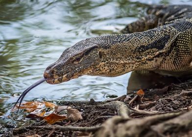 'Varanus Lizard' Poster by Mango Art | Displate