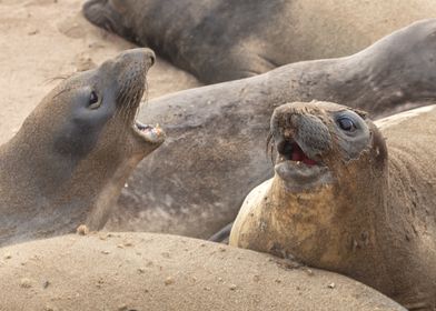 'Quarrel ' Poster by Jonathan Nguyen | Displate