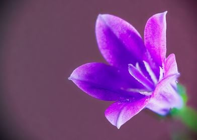 'Ambella bellflower' Poster by Giuseppe Cammino | Displate