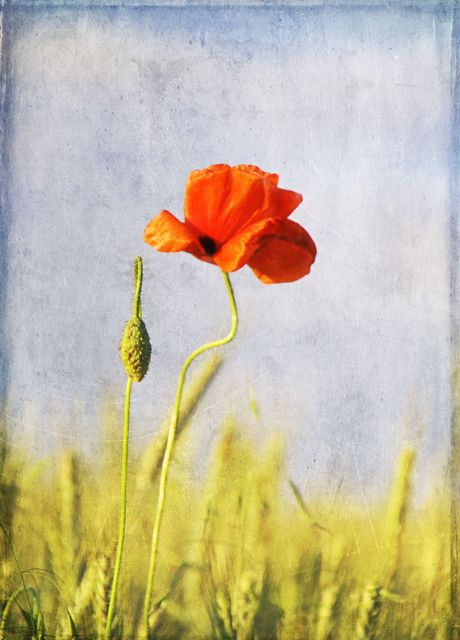 'Poppy and bud' Poster by Roswitha Lorz | Displate