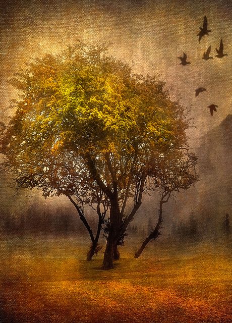 'Tree and Birds' Poster by Svetlana Sewell | Displate