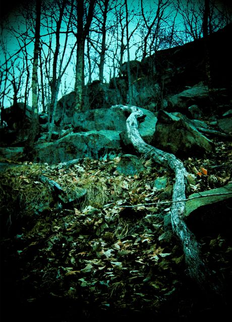 'Snake' Poster by Terrestre Images | Displate