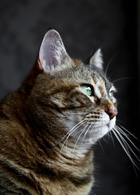 'Cat portrait' Poster by Vanessa GF | Displate