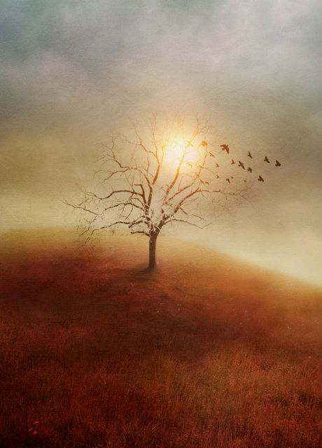'Lone Tree Love I' Poster, picture, metal print, paint by Viviana ...