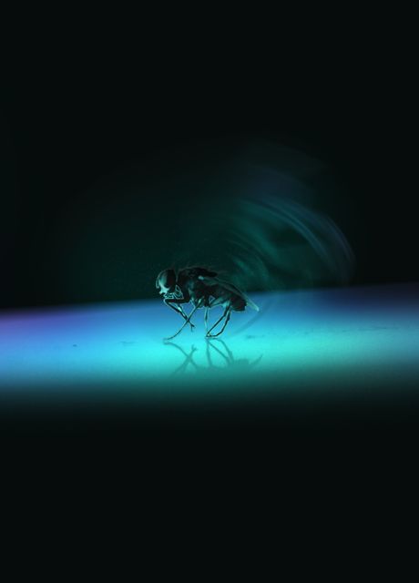 'Glowing Fly · Vertical Version' Poster by Simon Garcia | Displate