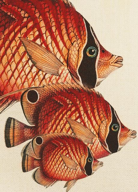 'Fish Classic Designs 2' Poster by Fernando Vieira | Displate