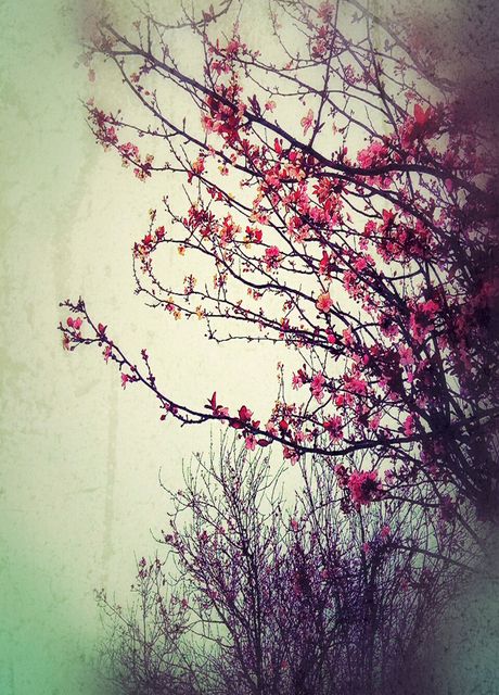 'Color photogram 'Cherry Blossom'' Poster by Victoria Herrera | Displate