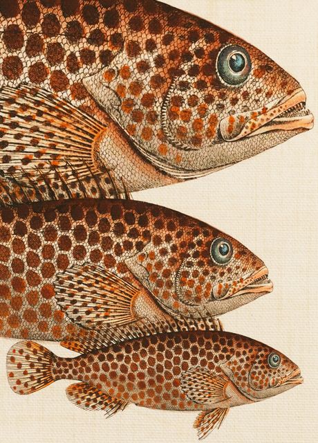 'Fish Classic Designs 6' Poster by Fernando Vieira | Displate