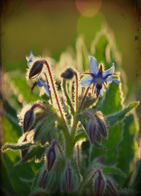 'Color photograph 'The Beauty of Weeds'' Poster by Victoria Herrera ...