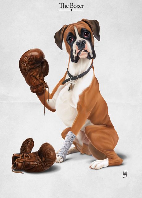 'The Boxer' Poster by rob art | illustration | Displate
