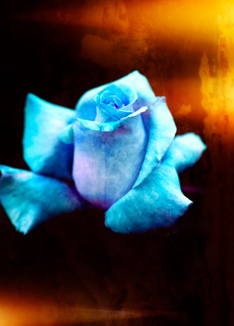 'blue rose' Poster by Ornella Bonomini | Displate